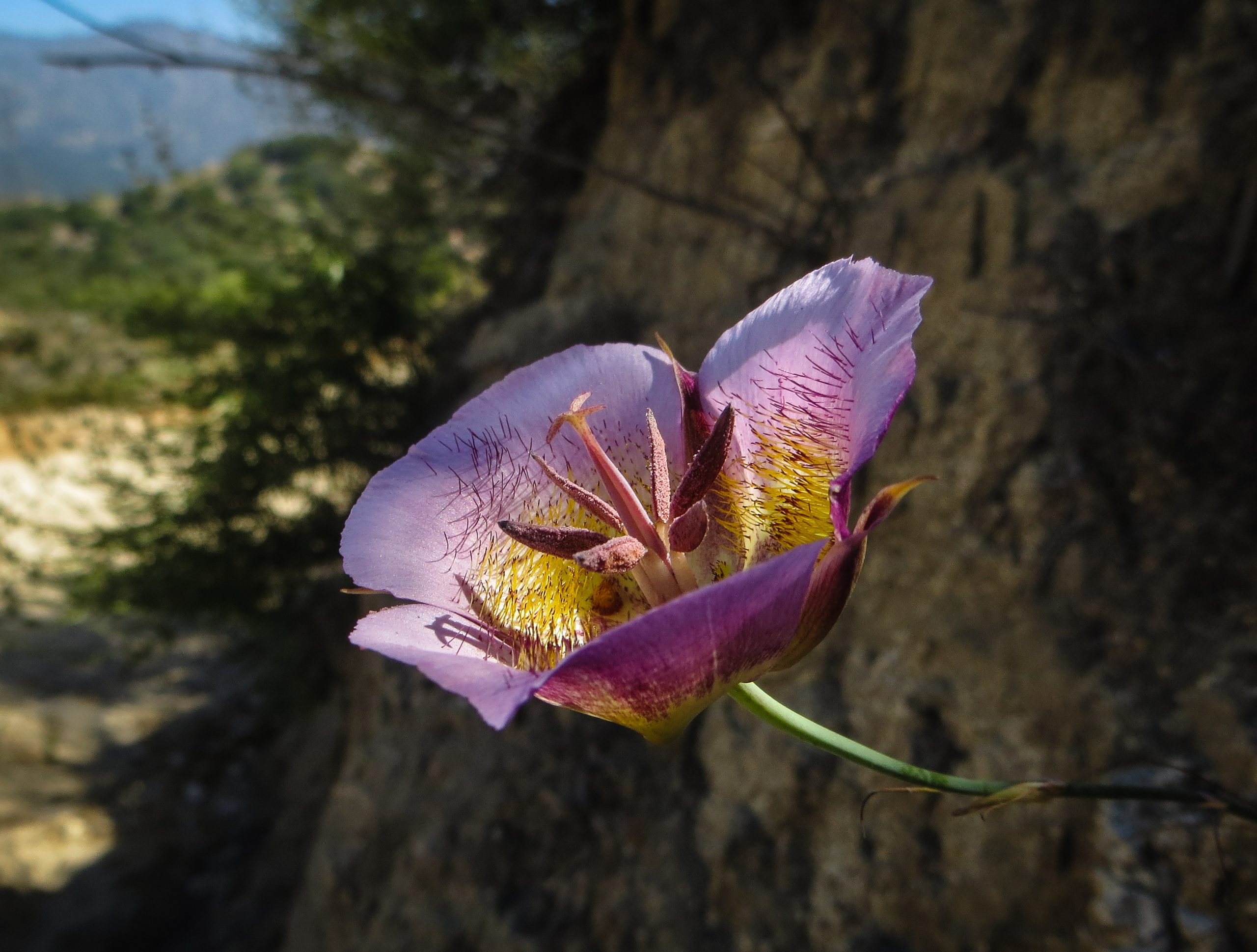 La Cañada – Flintridge Trails | Hiking, Horseback Riding, Biking ...